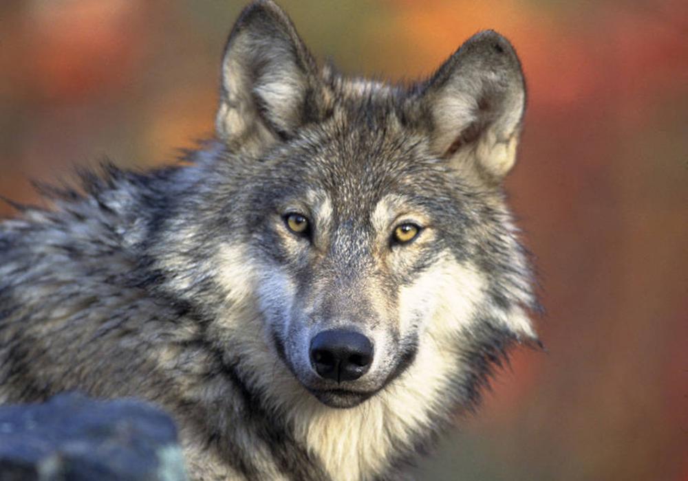 Michigan wolf population holding steady, 2022 survey shows – EUP News